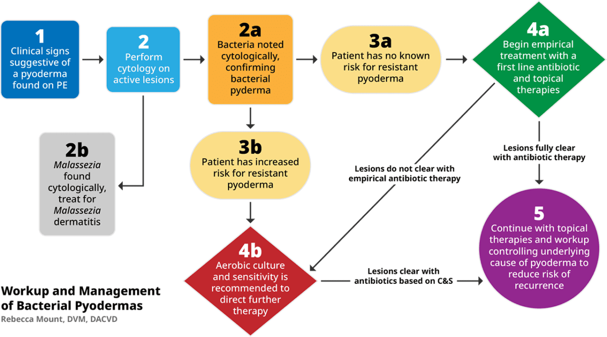 Flowing through the workup and management of bacterial pyodermas – DermED